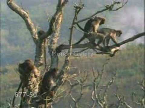 maymun maymunu beceriyo