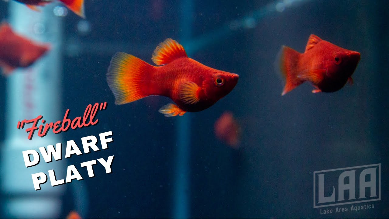 Stunning!! "Fireball" Dwarf Platy - YouTube