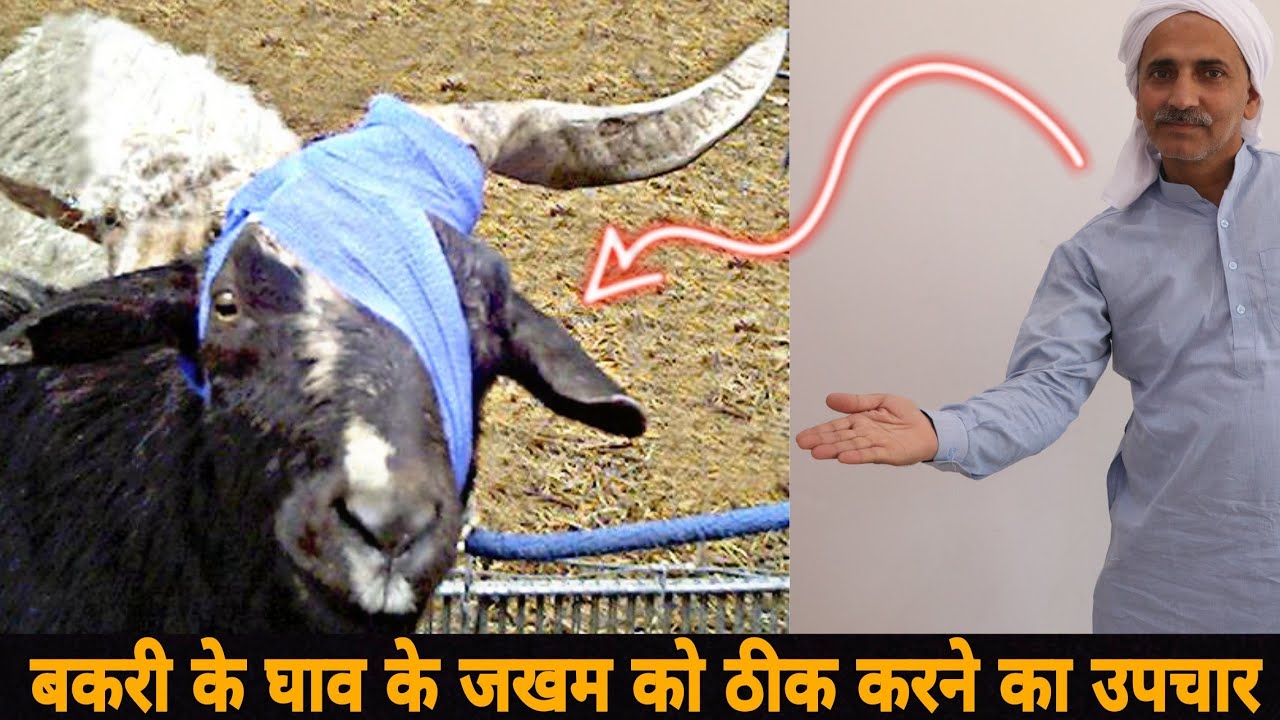 Treatment of goat wound healing | बकरी के घाव के जखम को ठीक करने का ...