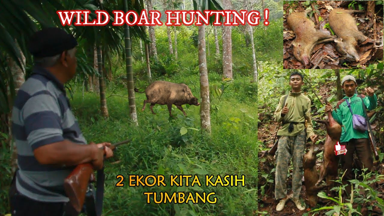 WILD BOAR HUNTING . BERBURU SERU MENGGUNAKAN SENAPAN TRADISIONAL ...
