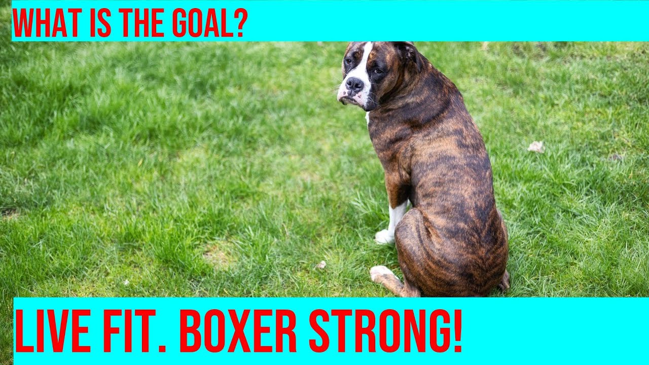 Maintaining a Healthy Weight for Your Boxer: Tips & Guidelines - YouTube