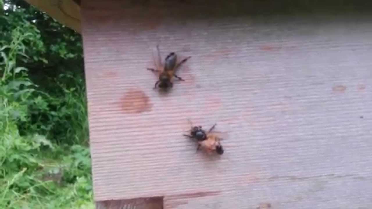Two bees with Chronic Bee Paralysis Virus CBPV - YouTube