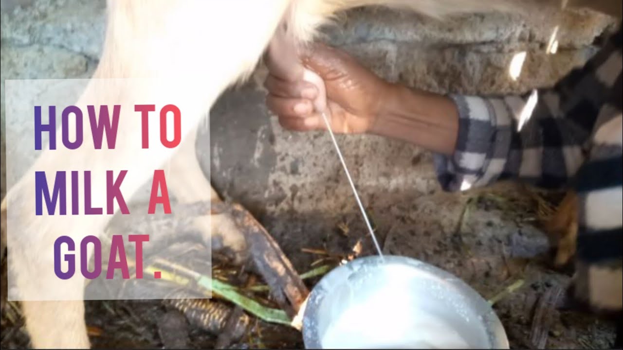 HOW TO MILK A GOAT BY HAND// BENEFITS OF GOAT MILK.#dairygoat #milking ...
