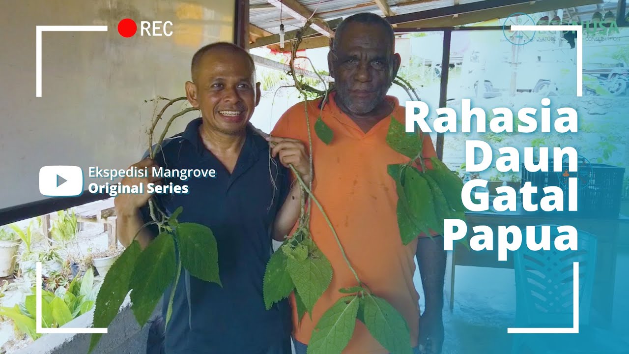DAUN GATAL PAPUA - YouTube