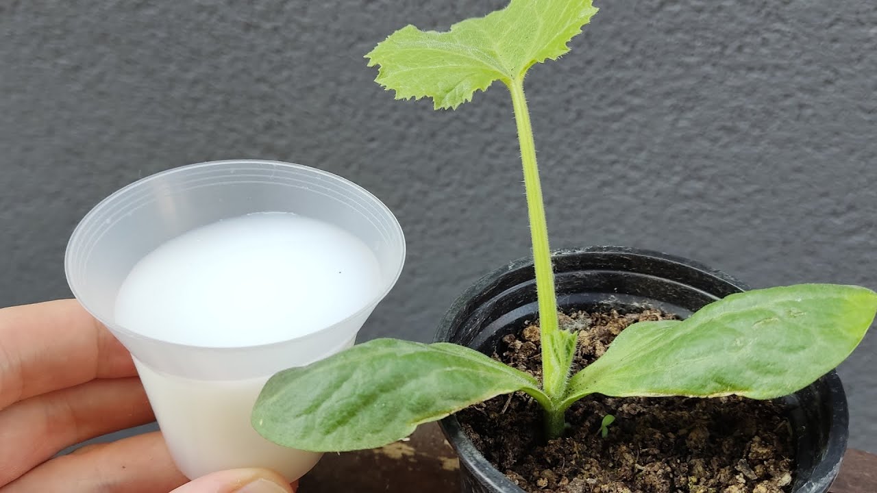 Nema bolje organske prihrane za presadnice krastavaca i rajčice ...