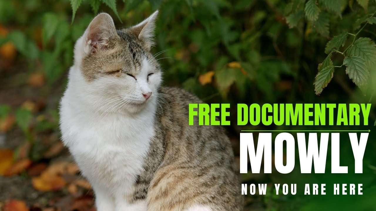 This is Mowly from Wild to Mild: Petting a Curious Wildlife Cat | Free ...