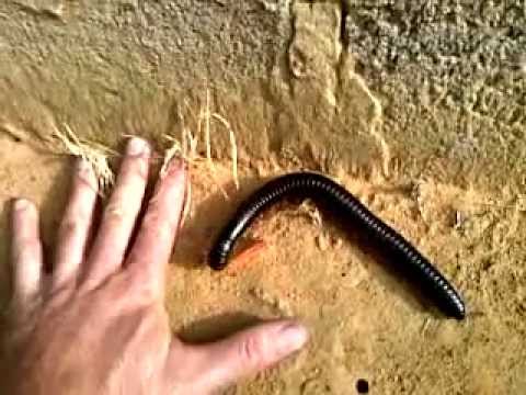 Giant African Millipede ( Shongololo ) Walking On A Wall - YouTube