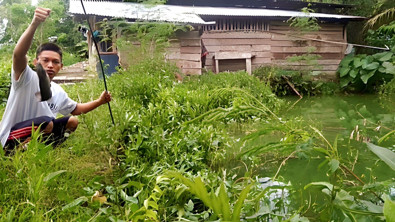 MELIHAT 15 PANCING TAJUR DI RAWA #3 - YouTube