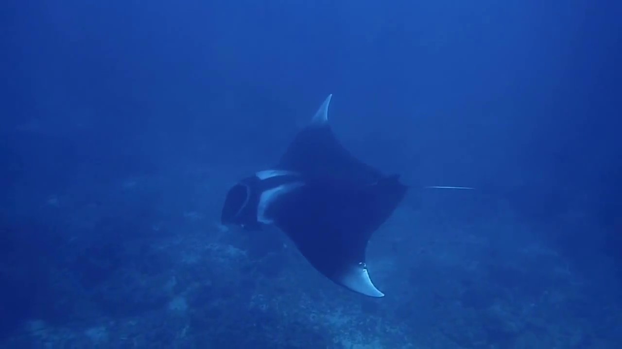 Giant Manta Ray Attack Mo Koh Similan - YouTube