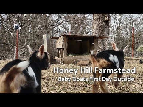 Baby Goats First Day Outside - YouTube