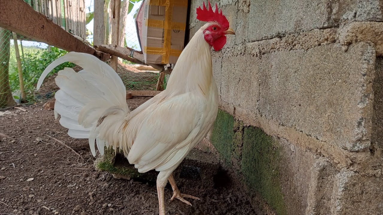 paligu Muna iwas sa hanip kuto at heat stroke sa alagang manok - YouTube