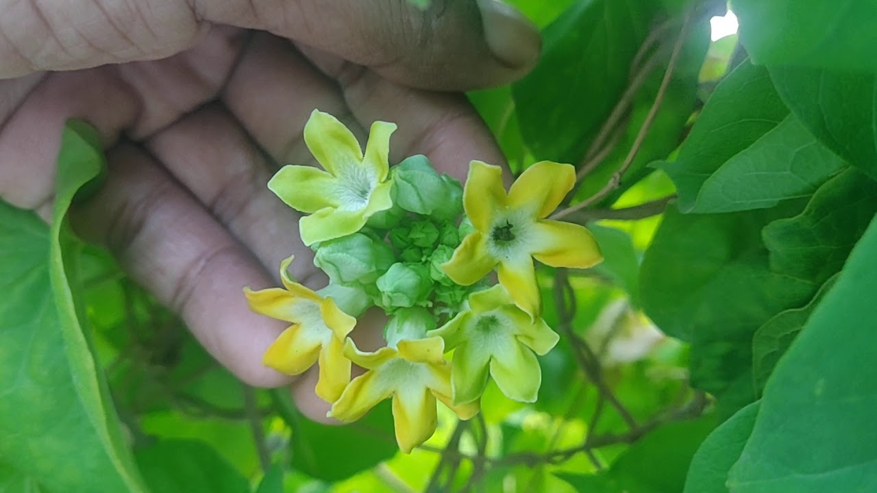 Kodi Sampangi/ Tonkin jasmine/ Flower of Fragrance - YouTube