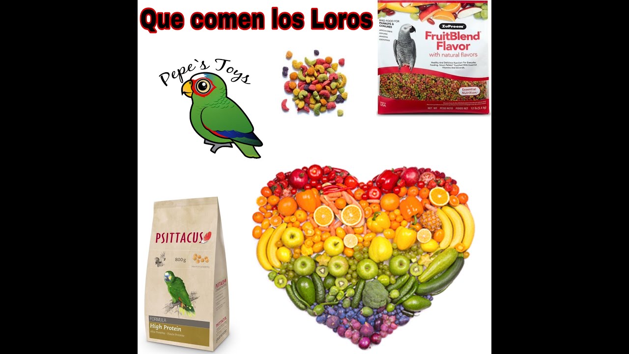 Que comen los loros? Alimentación de mis Loros! - YouTube