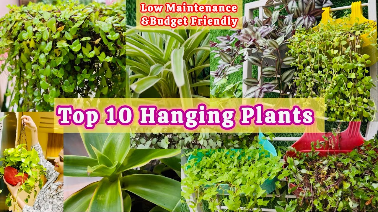 Top 10 Hanging Plants || Indoor & Outdoor || Gardening Ideas || # ...