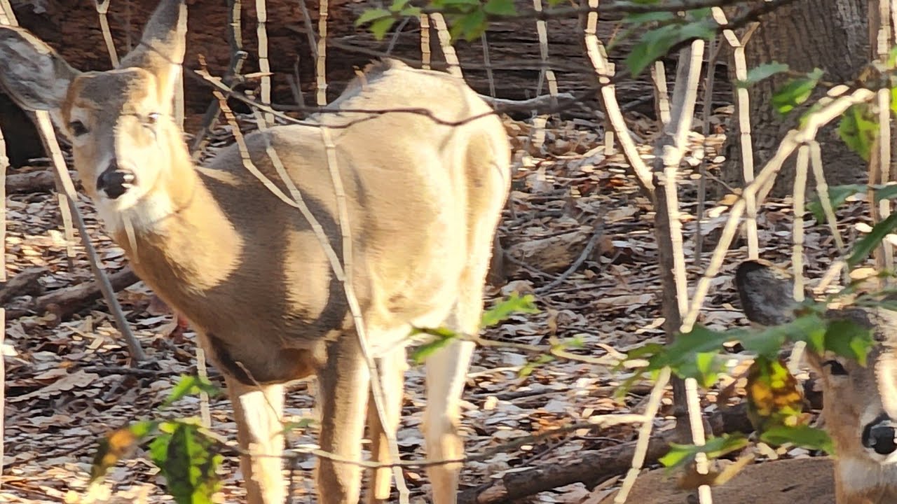 Deer having fun just laugh out load ||Sasa-pgm4681|| #deer #hiking # ...