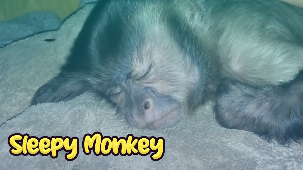 Ever Seen A Monkey Sleep? [ TOO CUTE 🥺] - YouTube