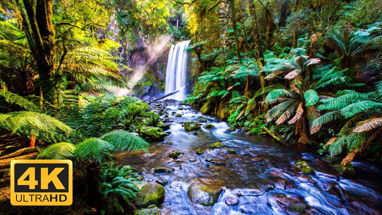 Nature Forest 4K Nature scenery, Beautiful Relaxing Music • Our Planet ...