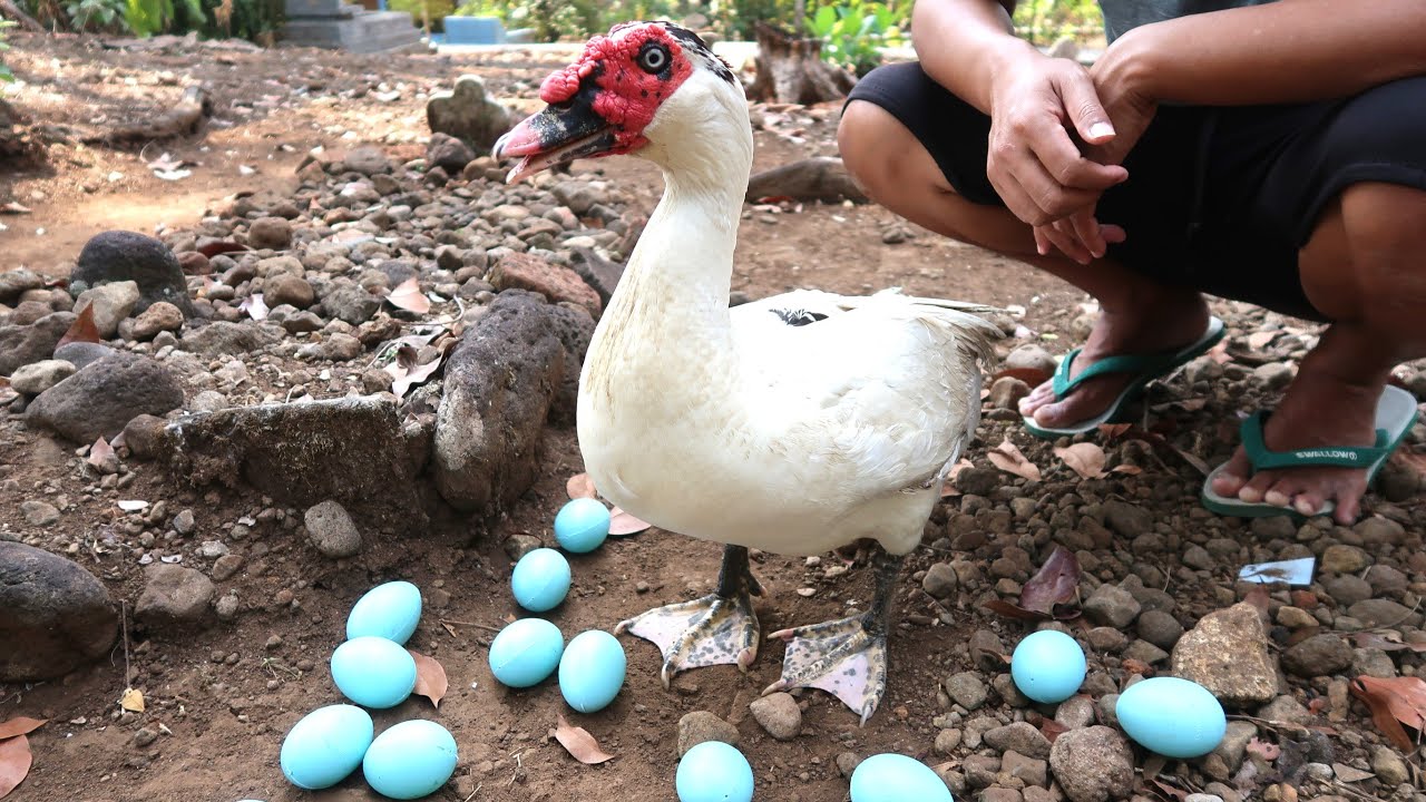 Bebek Adus Kali Bahasa Indonesia Mandi Kali Entok Jumbo Blitar Rambon ...