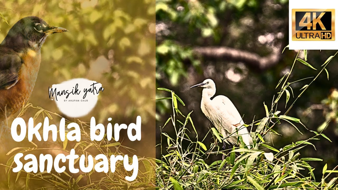OKHLA BIRD SANCTUARY | COMPLETE INFORMATION| NOIDA| - YouTube