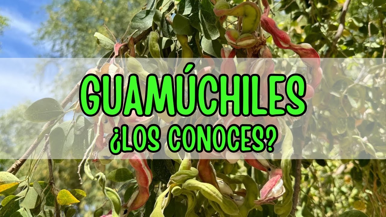 Guamúchiles ¿Los conoces? 🌳🌿 - YouTube