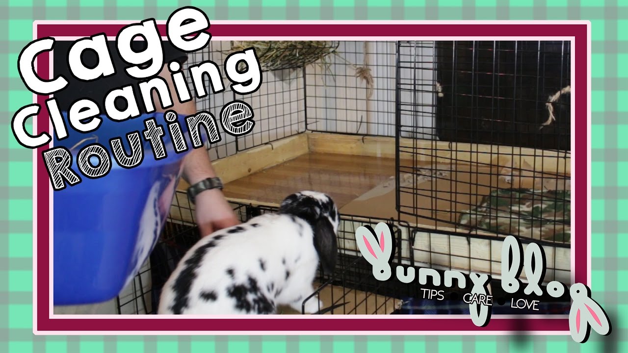 Cage Cleaning Routine! || March 2017 - YouTube