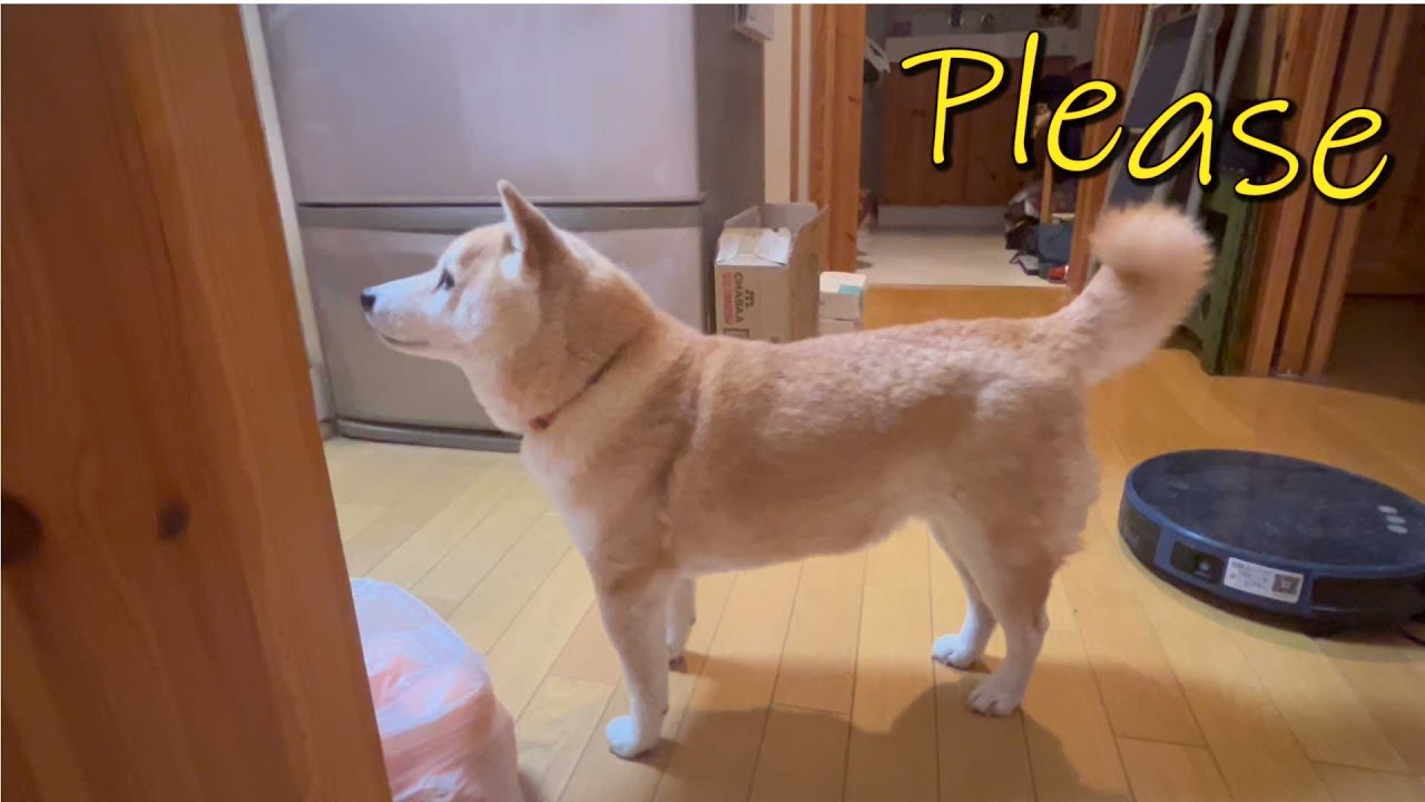 Shiba Inu goes for a walk even in the rain, so she have to be patient ...