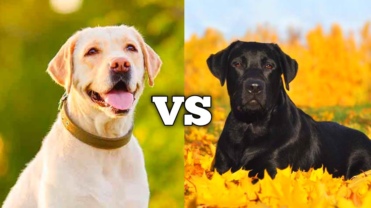 English Labrador vs American Labrador | Types of Labrador Retriever ...