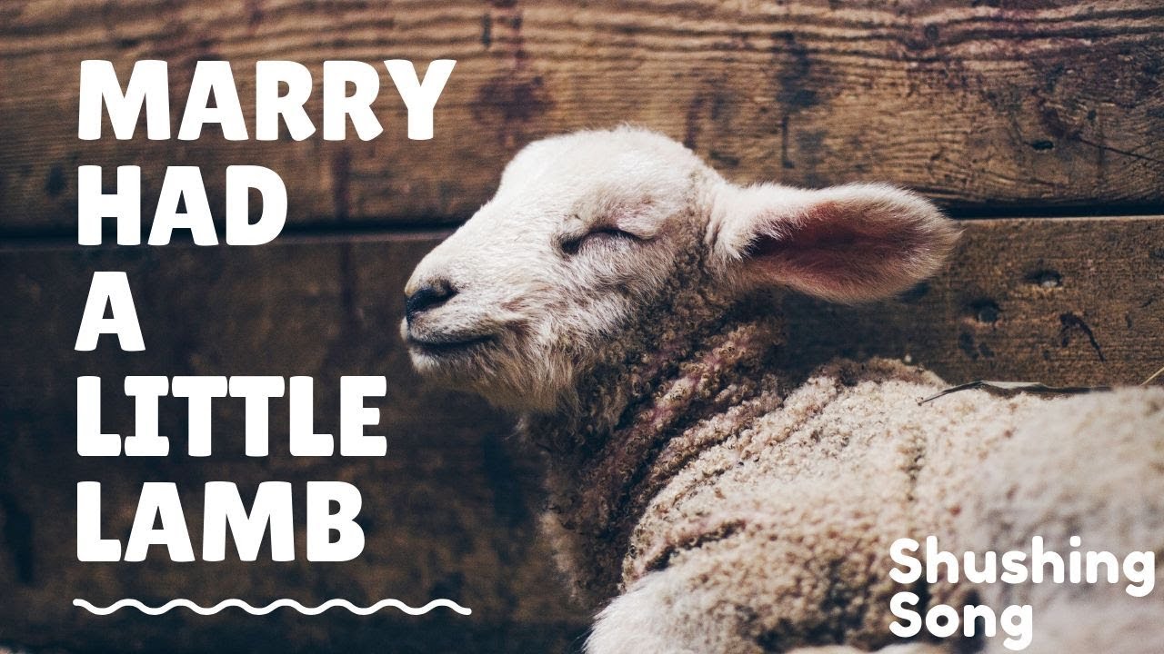 Shushing Nursery rhymes - Mary Had A Little Lamb, Real Shushing To Calm ...