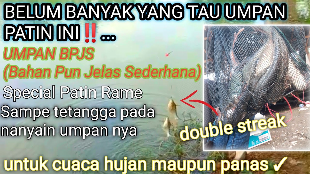 UMPAN IKAN PATIN YANG SUSAH MAKAN🔥RACIKAN JITU IKAN PATIN RAME// MANTAP ...
