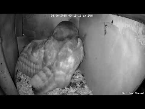#BellaTheBarnOwl Scratching and Biting Walls Is Increasing. Nesting ...
