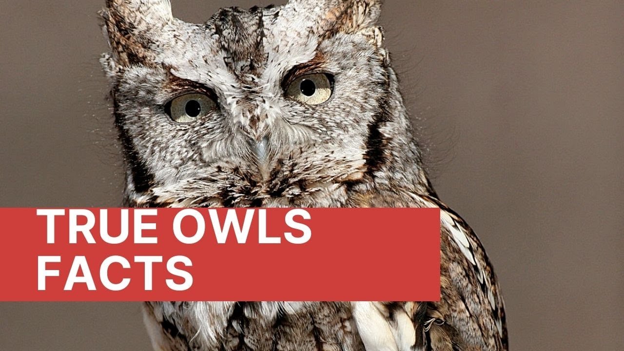 True owls || baby true owl || true owl fact || true owl family || true owl reproduction - YouTube