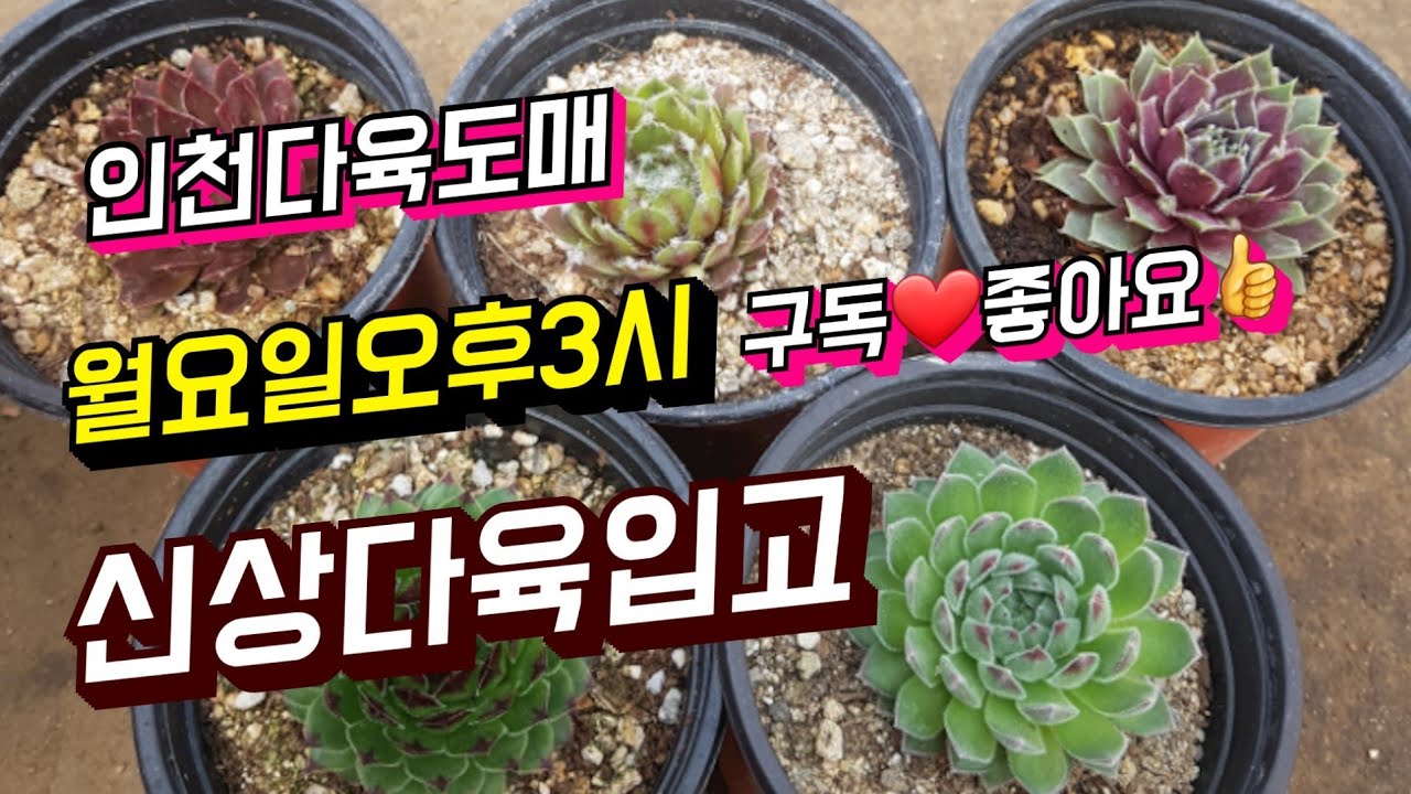 인천다육 신상다육들어오는날419 인천다육도매다육이싼집다육이화분세일신상다육세일다육이름다육이키우는법다육가격