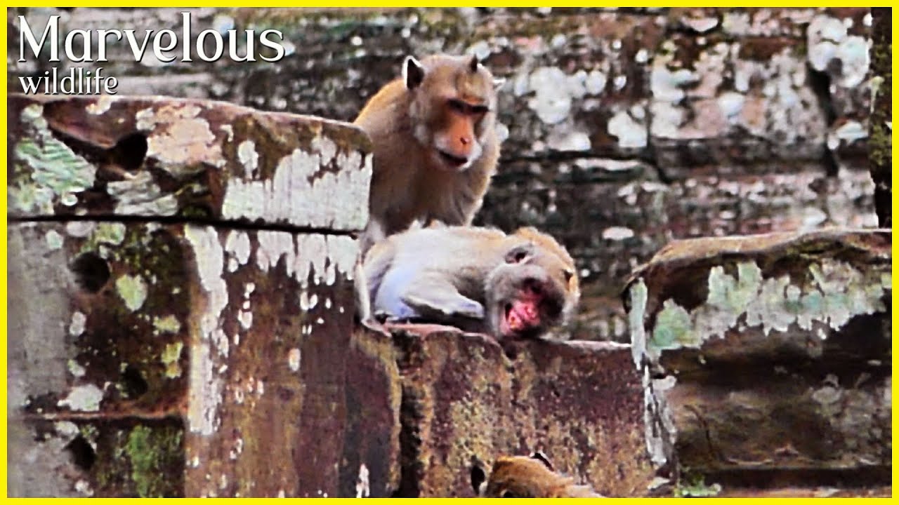 Jazzy & Jonna can't stay a long time their mother, Jane is still i/ntereste/d from male monkeys ...