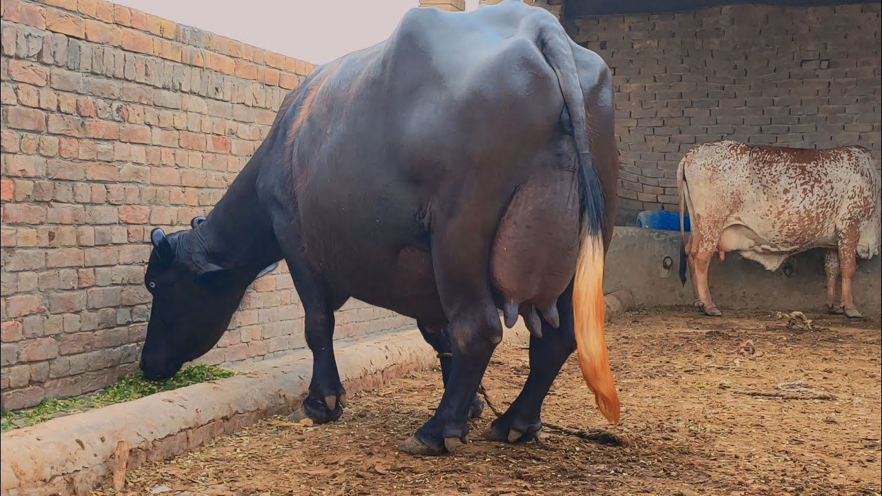 Neeli buffalo in punjab,buffalo for sale,,July 23, 2024 - YouTube