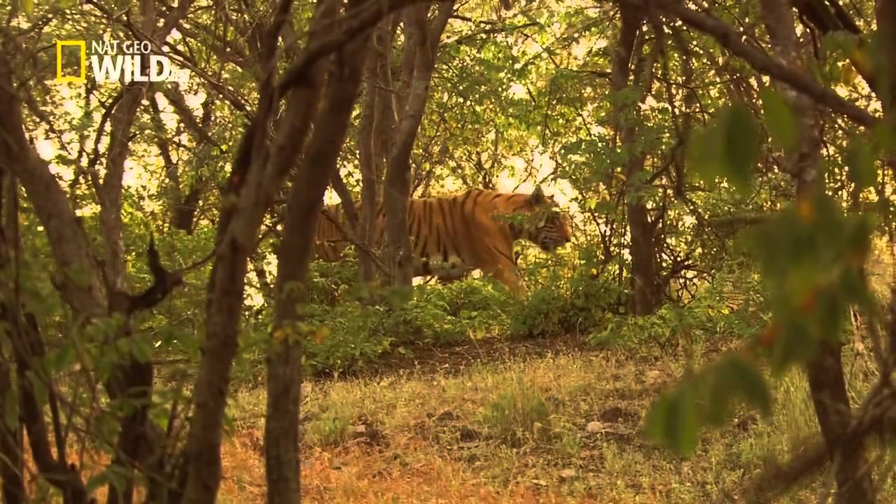 Tiger Queen 720p 1/4 - YouTube
