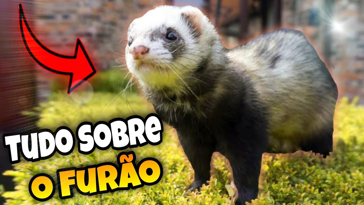 8 Curiosidades Sobre os Furões que Você Precisa Saber - YouTube