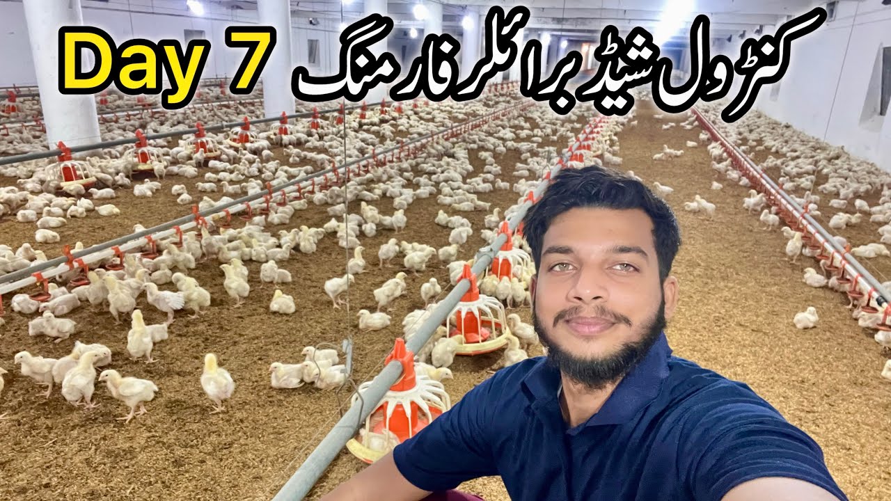 Control shed broiler farming day 7 | control shed farming guide 🐣 - YouTube