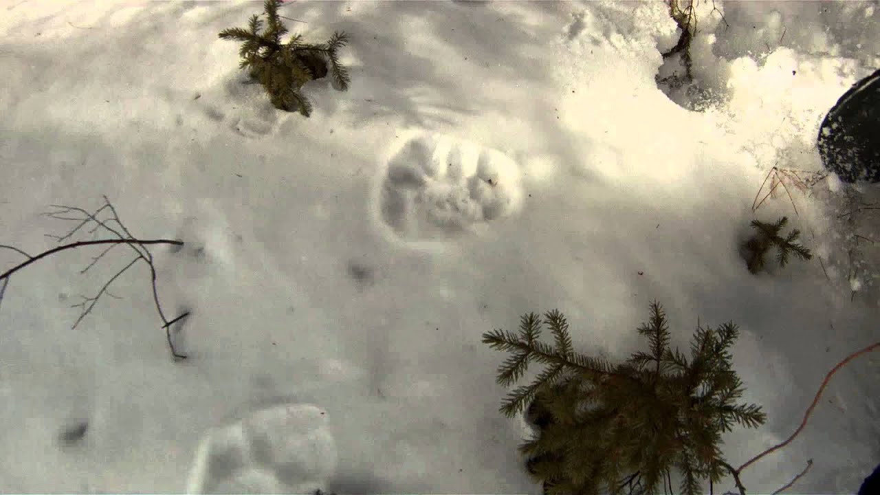 cougar tracks or timber wolf - YouTube