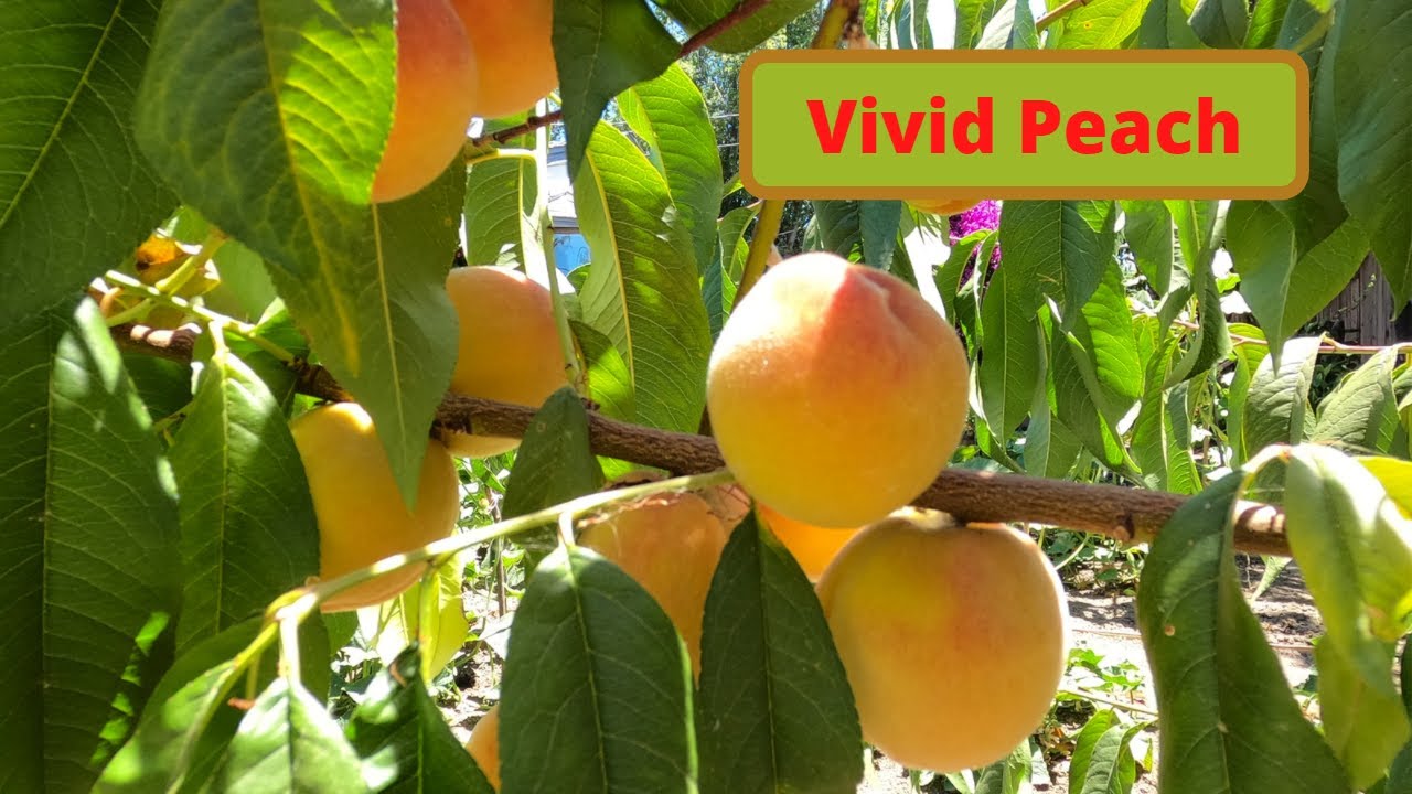 Costco买的桃树（Vivid Peach）第二年就大丰收 II Vivid Peach适合种植区域 种植温度 种植要求 - YouTube
