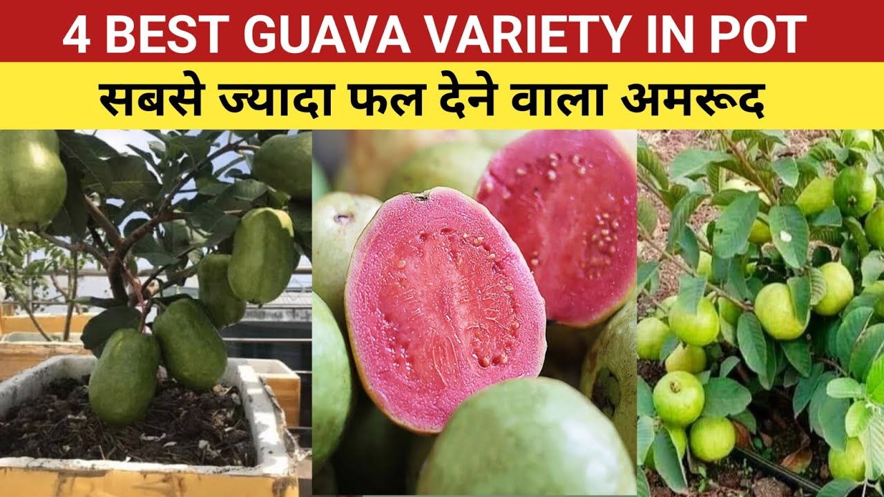 Best Guava Plant In India | best guava plant for pot |best guava ...
