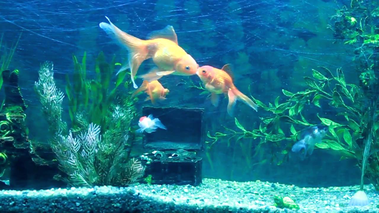 My fish tank 3ft 130L - YouTube
