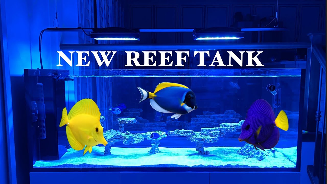 My Waterbox Peninsula Reef Aquarium Setup (Ep. #1) - YouTube