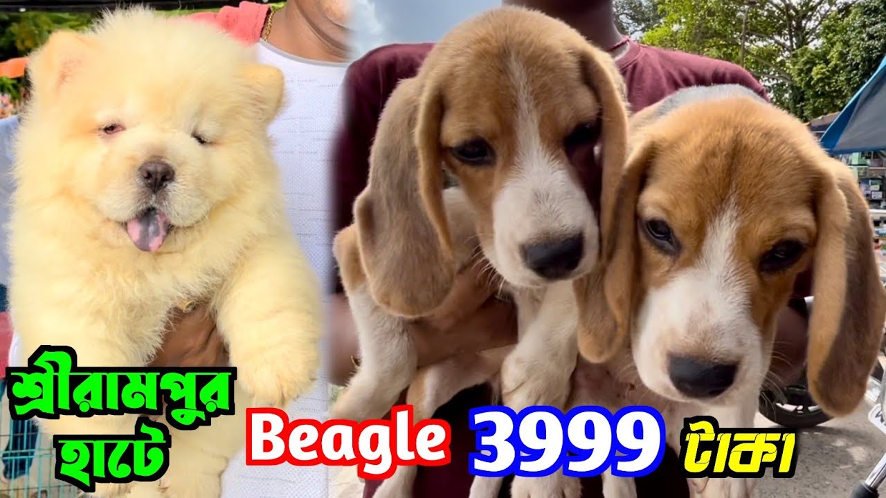3999 টাকায় Beagle Puppy কিনুন. Serampore Pet Market. Dog Market in ...