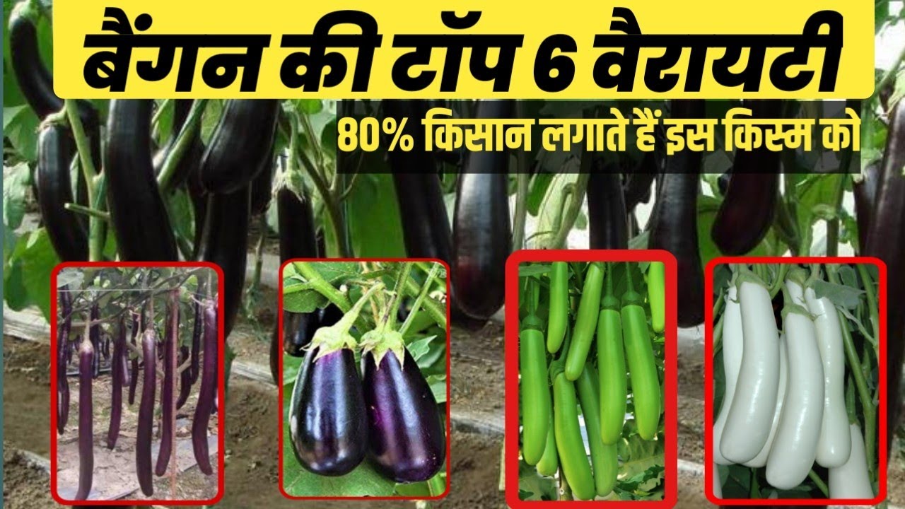 Top 6 Hybrid Baigan variety // eggplant variety // बैगन बंपर प्रोडक्शन ...