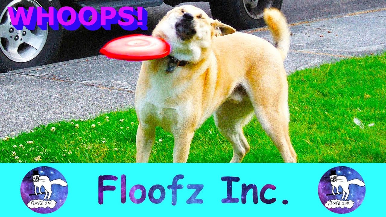 The Best and Funniest Clumsy Animals! - YouTube