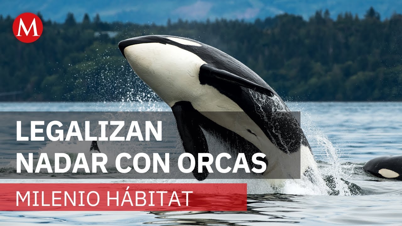 Así comenzó el nado con orcas en Baja California Sur | Milenio Hábitat ...