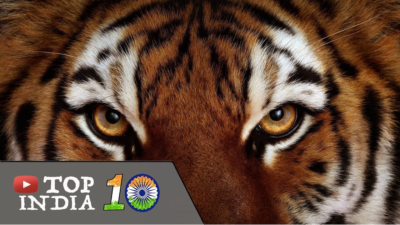 Status of Tigers in India || Top10INDIA - YouTube