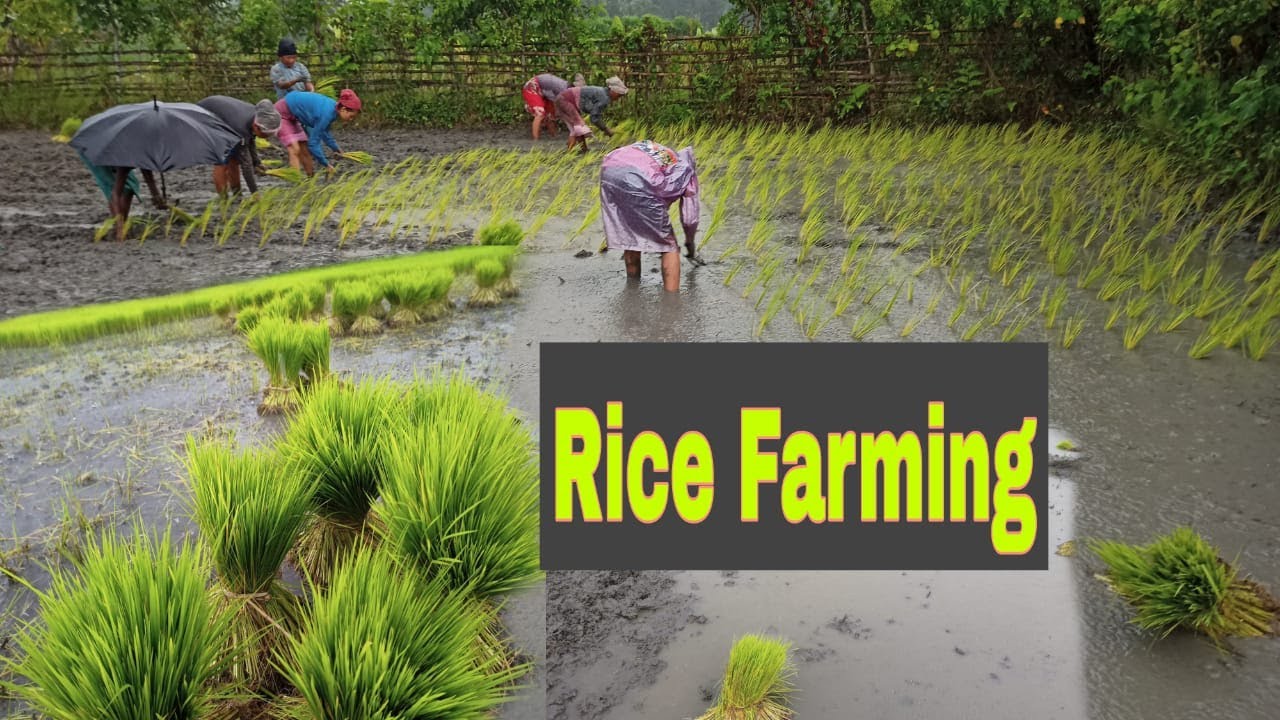Rice Farming || Village Rice Planting in Assam - YouTube