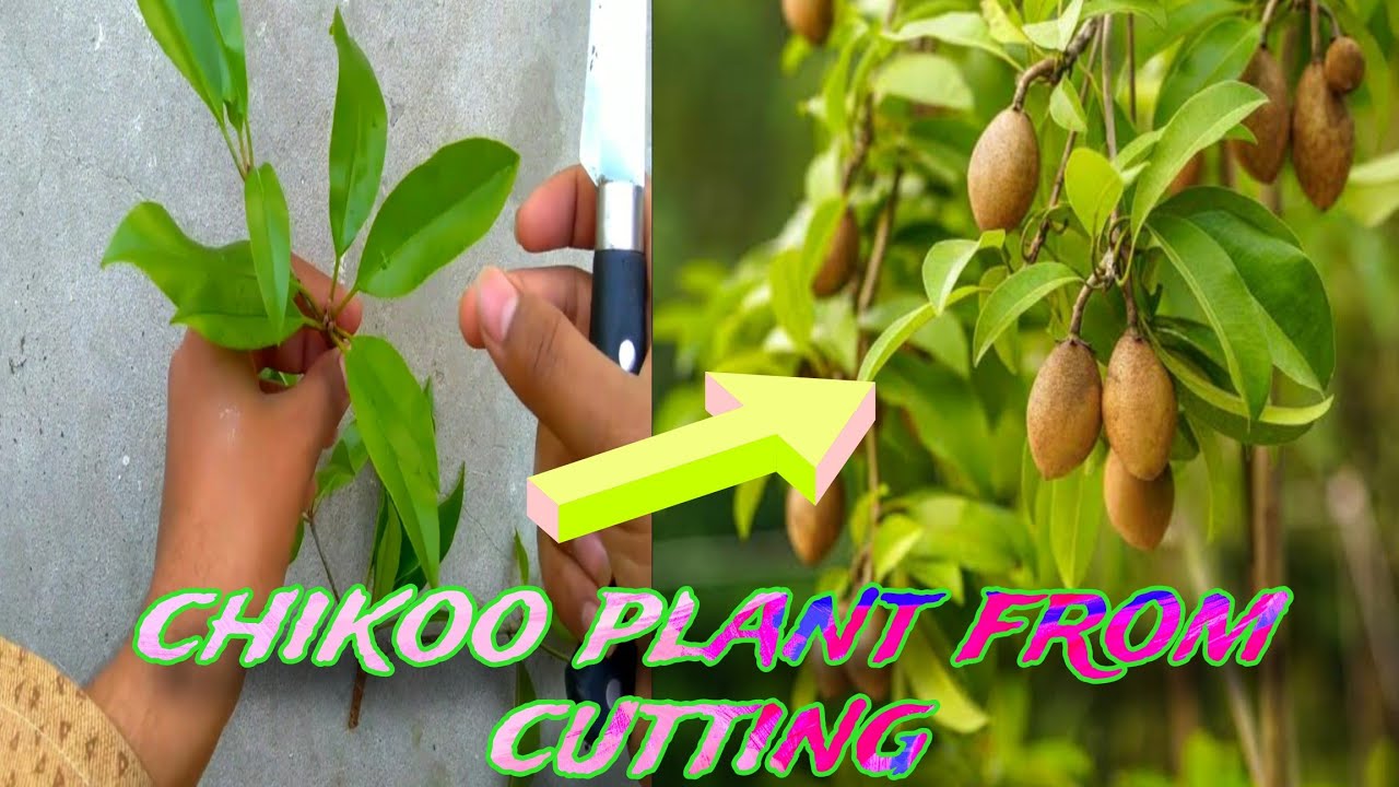 Chiku/Chikoo plant|How to grow chikoo plant from cuttings in pot/chikoo ...