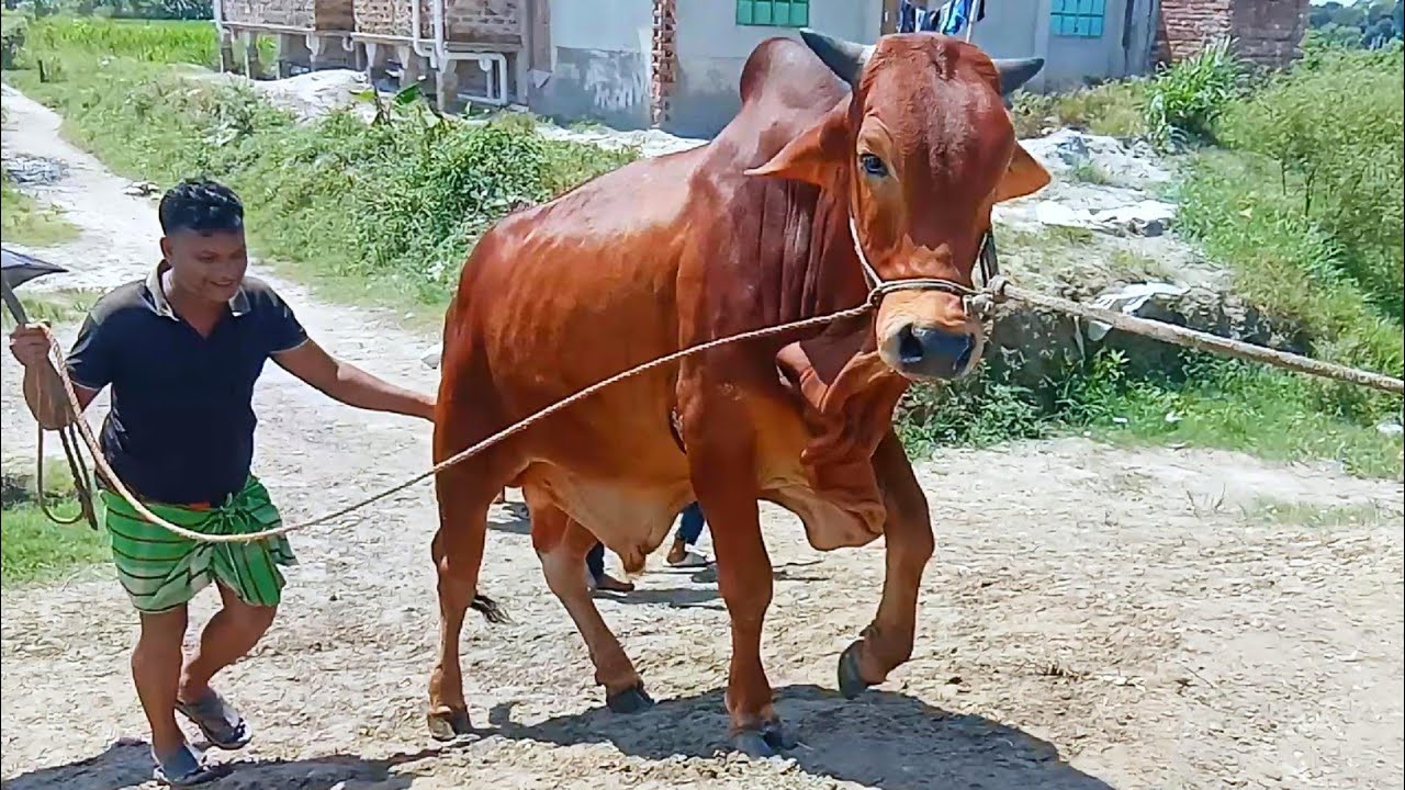 Cow unloading | cow video | cow videos | animal | goru,hamba | gorur ...